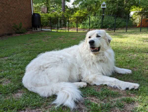 Are Great Pyrenees Aggressive? Important Facts & Prevention Tips ...