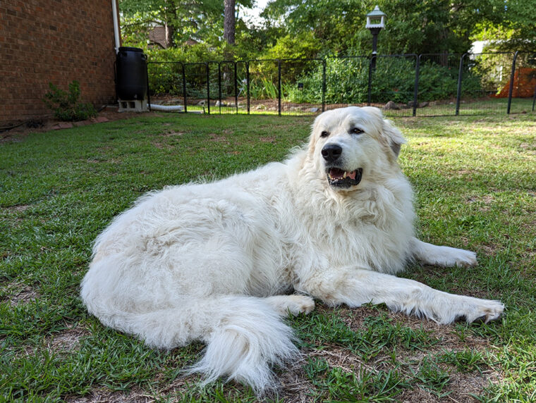20 Surprising Great Pyrenees Facts | Hepper Pet Resources
