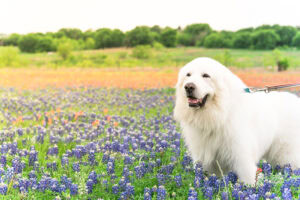 Are Great Pyrenees Aggressive? Important Facts & Prevention Tips ...