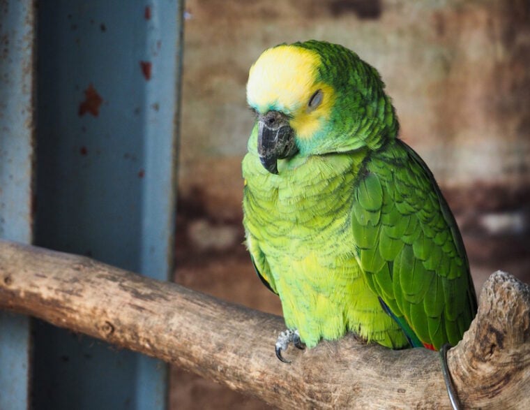 How Does a Parrot Sleep? Bird Routine & Rest Facts | Hepper Pet Resources