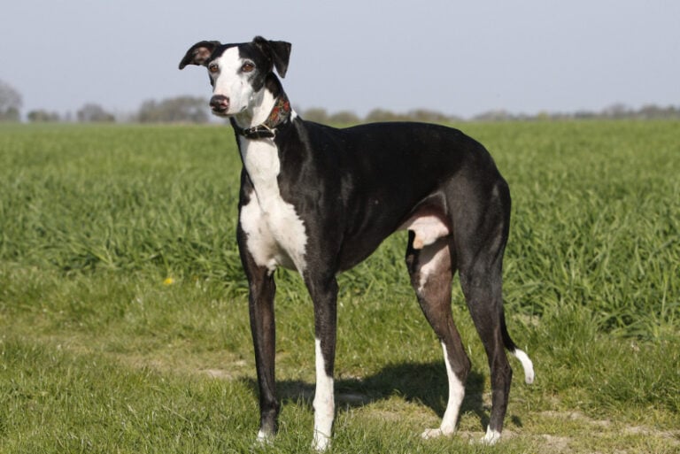 21 Independent Dog Breeds: Info, History, Pictures, & Facts | Hepper