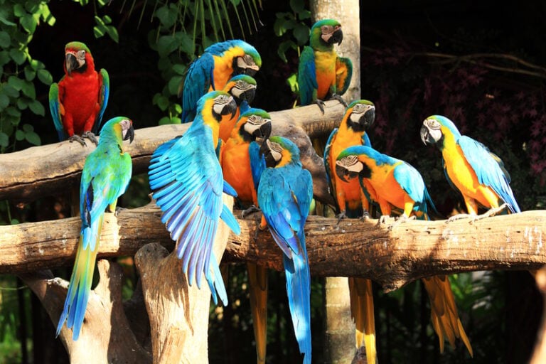 Why Are Parrots So Colorful? 3 Main Reasons & FAQ | Hepper Pet Resources