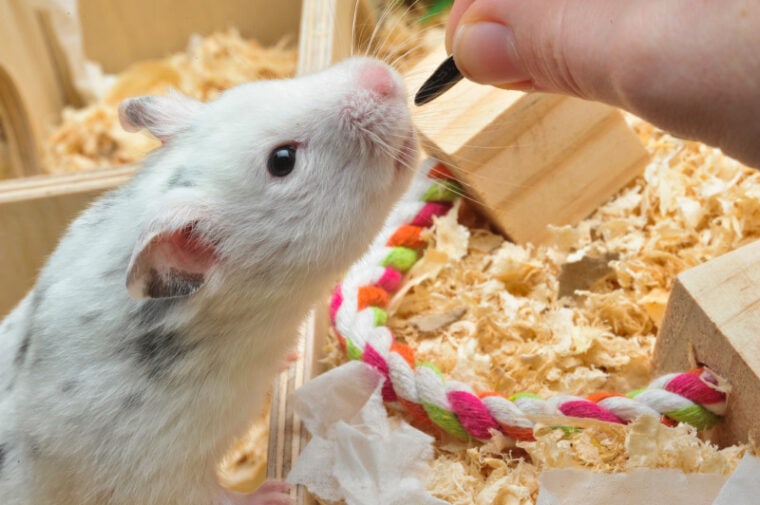 How to Train a Hamster: Basic Commands & Tips | Hepper Pet Resources
