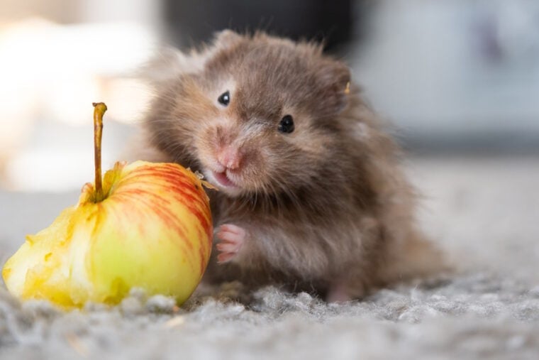 Can Hamsters Eat Grapes? Vet-Approved Facts & FAQ | Hepper Pet Resources