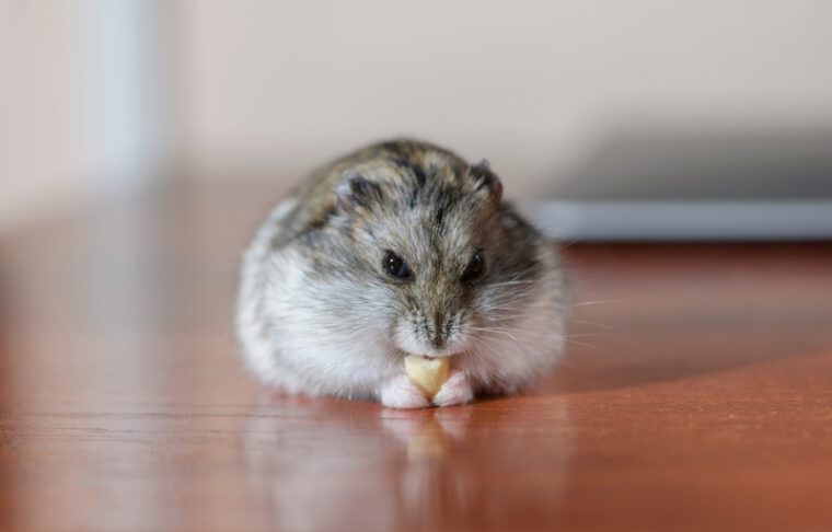 7 Homemade Hamster Treats (With Recipes) | Hepper Pet Resources