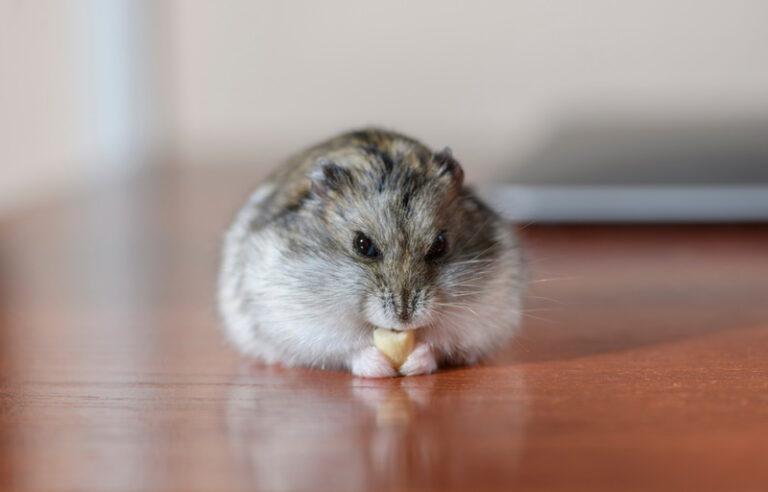 7 Homemade Hamster Treats (With Recipes) | Hepper Pet Resources