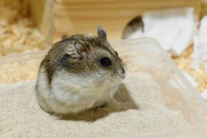 How to Give Hamsters a Sand Bath: Vet-Approved Guide | Hepper Pet Resources