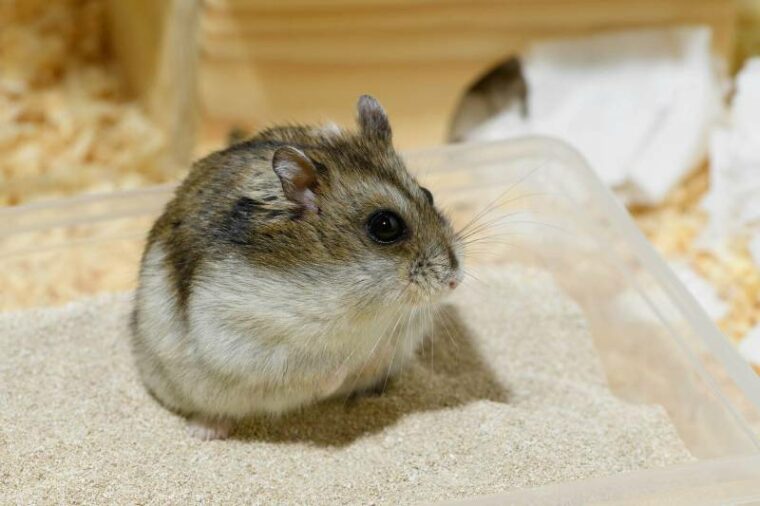 How to Give Hamsters a Sand Bath: Vet-Approved Guide | Hepper Pet Resources