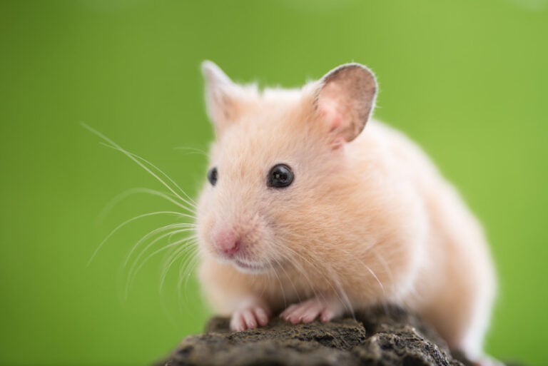 How to Train a Hamster: Basic Commands & Tips | Hepper Pet Resources
