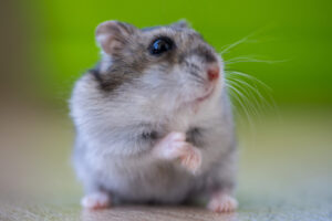 Hamster Eyesight 101: Vet-Verified Vision Facts | Hepper Pet Resources