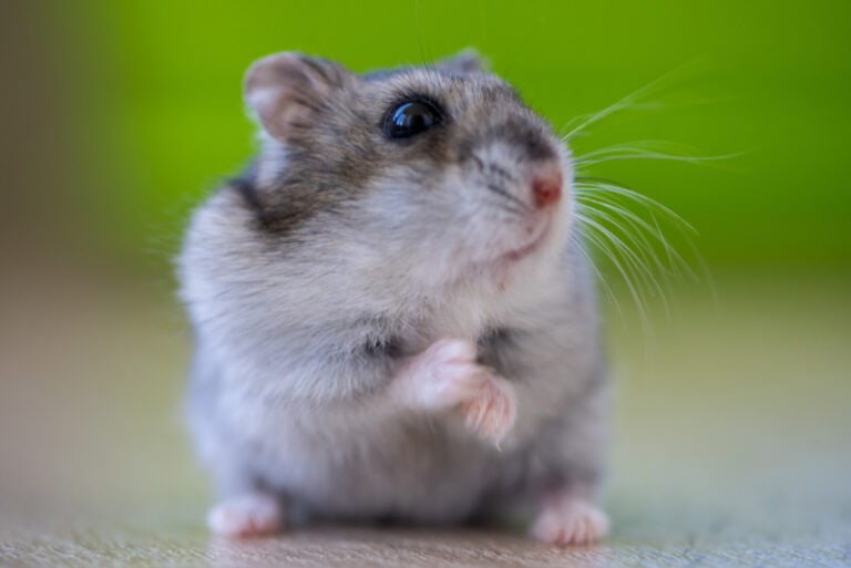 Hamster Eyesight 101: Vet-Verified Vision Facts | Hepper Pet Resources