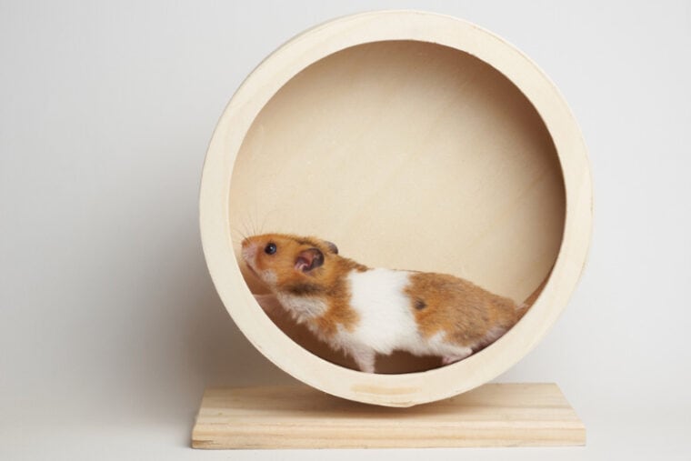 How Fast Can Hamsters Run? Vet Reviewed Rodent Speed Guide | Hepper Pet ...