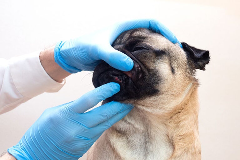 Lip Fold Pyoderma in Dogs: Our Vet Explains the Causes, Signs ...