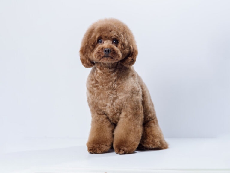 10 Labradoodle Haircuts & Grooming Styles In 2026 (With Pictures ...