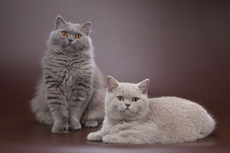 24 Surprising Vet-Reviewed Facts About Cat Fur | Hepper Pet Resources