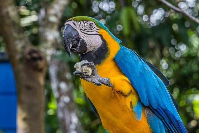 9 Largest Pet Parrot Breeds: Info, Pictures, Facts & History | Hepper ...