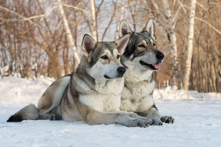 Saarloos Wolfdog: Pictures, Care Guide, Temperament & Traits | Hepper ...