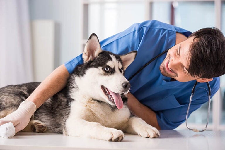 Torn ACL in Dogs: Our Vet Explains Causes, Signs & Treatments | Hepper ...
