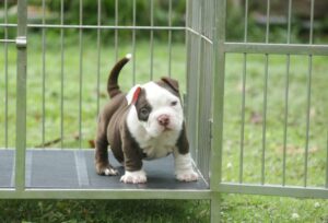 Micro American Bully: Facts, Origin & History (With Pictures) | Hepper ...