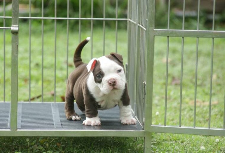 Micro American Bully: Facts, Origin & History (With Pictures) | Hepper ...
