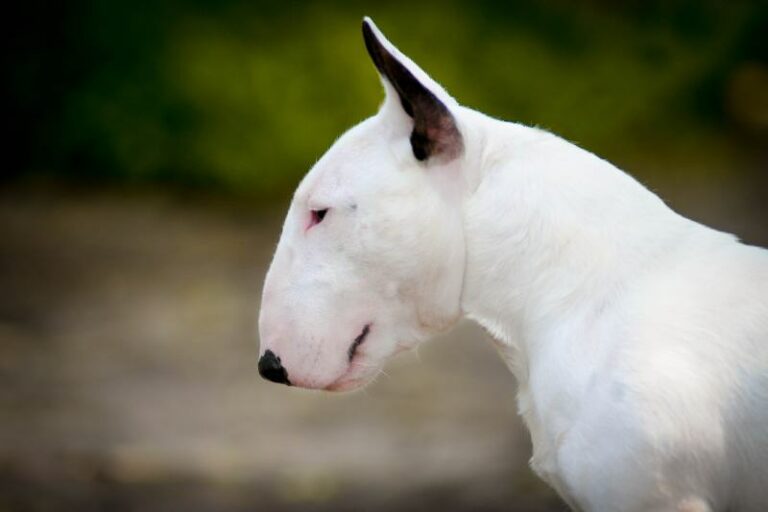 14 Small White Dog Breeds (With Info & Pictures) | Hepper Pet Resources