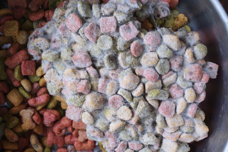 My Dog Ate Moldy Food: Our Vet Explains What to Do | Hepper Pet Resources