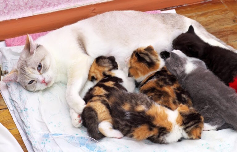 How Many Kittens Are in a Litter? Vet Reviewed Litter Size & Stages of ...