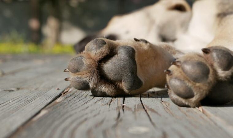 Why Are My Dog's Paws Red? 8 Common Causes & Treatments | Hepper Pet ...