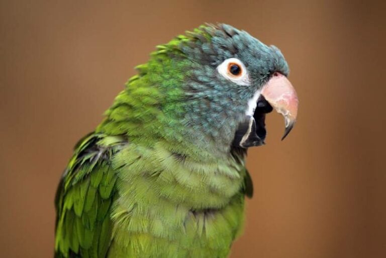 Why Do Parrots’ Eyes Dilate When They Talk? Vet Approved Facts & FAQ ...