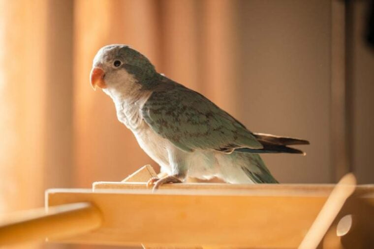 How Long Do Quaker Parrots Live: Info, Pictures, Lifespan, Care & More ...