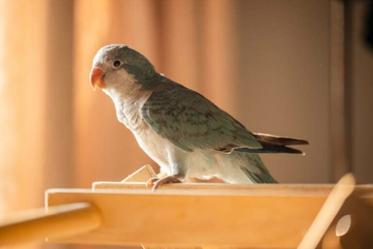 12 Small Parrot Breeds: Info, Pictures, Facts & History | Hepper Pet ...