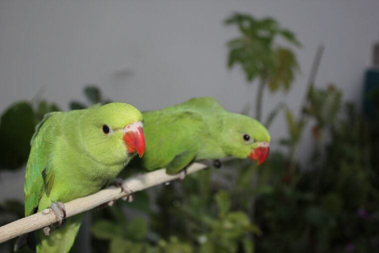 How Do Parrots Talk? Vet-Reviewed Facts & FAQ | Hepper Pet Resources