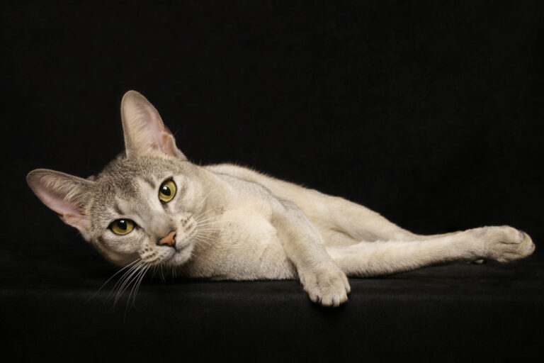 6 Abyssinian Cat Colors & Patterns (With Info & Pictures) | Hepper Pet ...