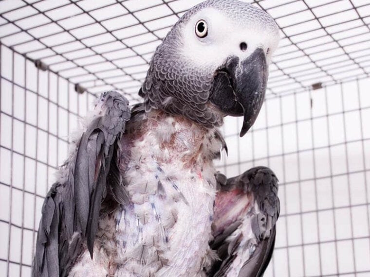 Feather Plucking in Parrots: Signs, Causes & Vet-Reviewed Care Tips ...