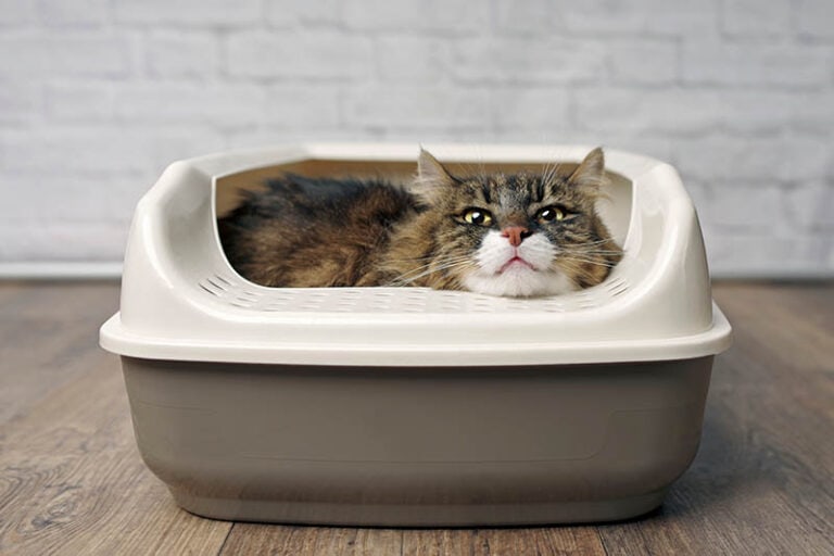 My Cat Is Scratching Their Litter Box Excessively: 8 Reasons & How to ...