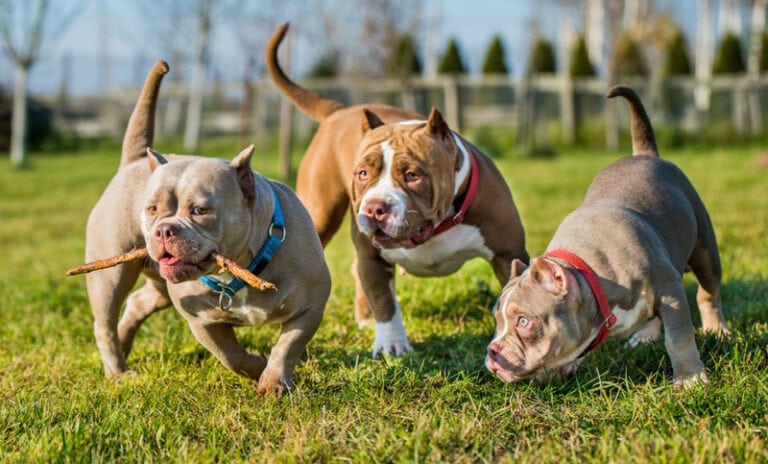 American Bully Standard: Facts, History & Origin (With Pictures ...