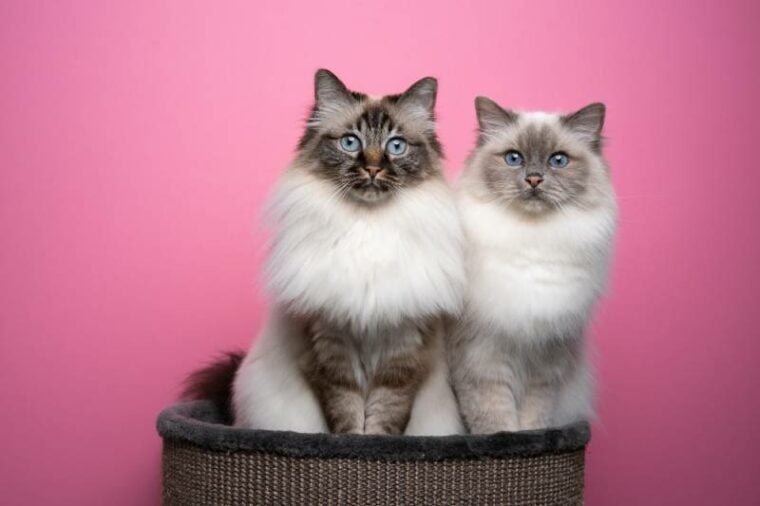 How Big Do Birman Cats Get? Average Size & Growth Chart | Hepper Pet ...