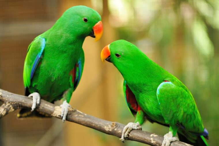 How to Breed Parrots: 6 Vet-Approved Tips | Hepper Pet Resources