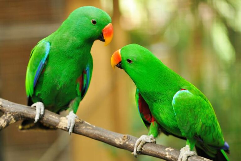15 Interesting Parrot Facts You Need to Know | Hepper Pet Resources