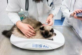 How to Weigh a Cat at Home: 5 Vet Approved Tips & Tricks | Hepper Pet ...