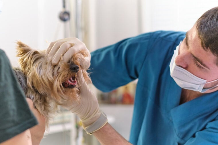 Lip Fold Pyoderma in Dogs: Our Vet Explains the Causes, Signs ...