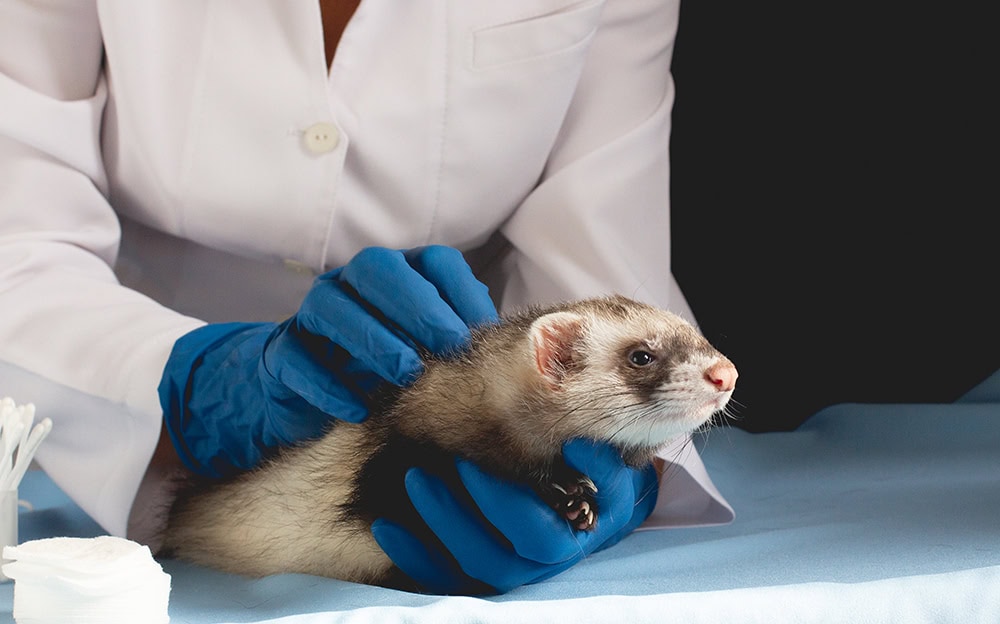 Do Ferrets Hibernate? Vet-Reviewed Reasons, Behavior & FAQ | Hepper Pet ...