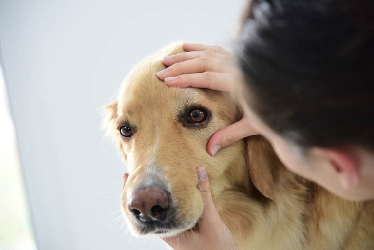 Uveitis in Dogs: Signs, Causes & Treatments (Vet Answer) | Hepper Pet ...