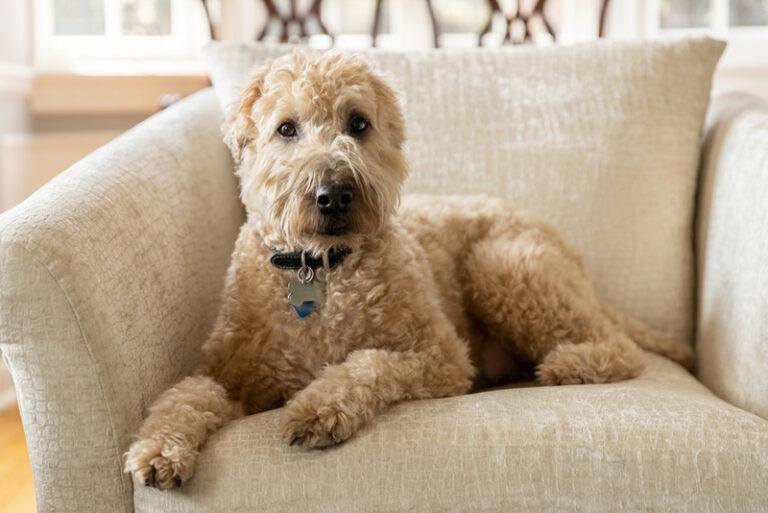 10 Wheaten Terrier Haircuts & Grooming Styles (With Pictures) | Hepper ...