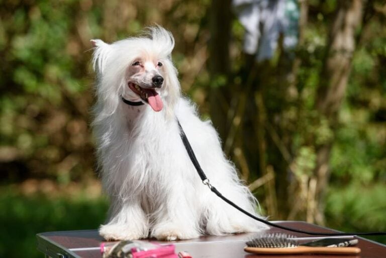14 Small White Dog Breeds (With Info & Pictures) | Hepper Pet Resources