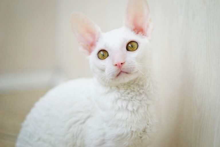 19 Cornish Rex Colors and Patterns (With Info & Pictures) | Hepper Pet ...