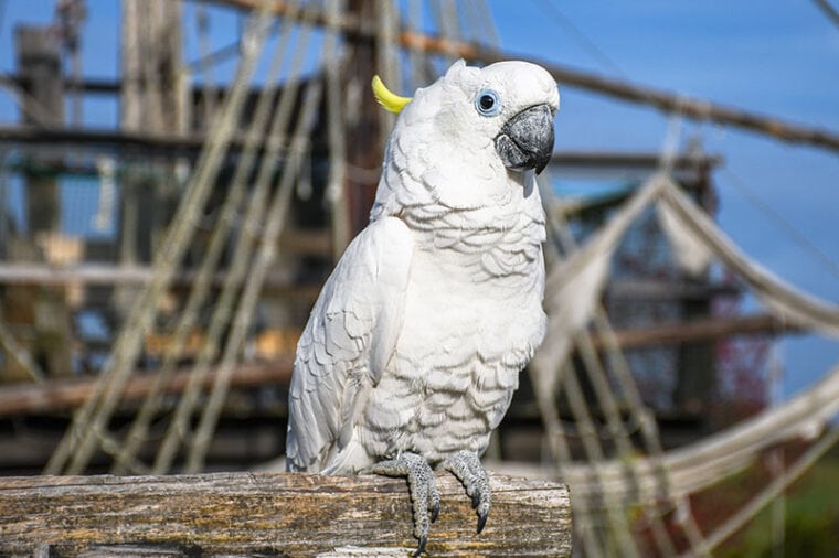 Why Do Pirates Have Parrots? Historical Facts & FAQ | Hepper Pet Resources