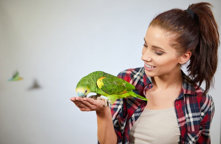 Can Parrots Understand the Human Language? Vet-Reviewed Science & Info ...