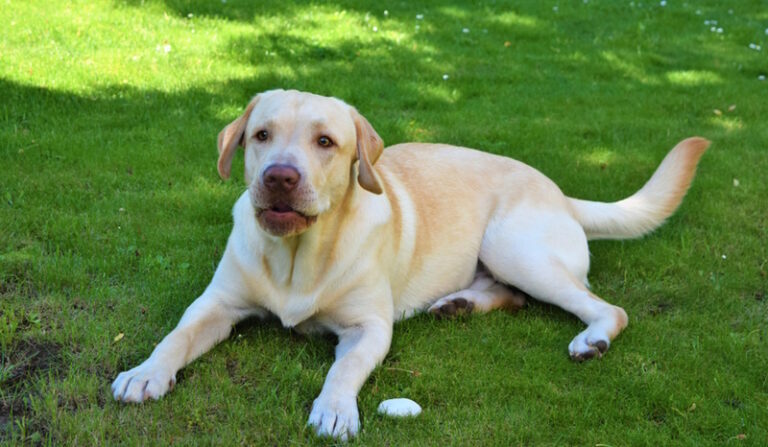 Yellow Labrador: Facts, Origin & History (with Pictures) | Hepper Pet ...