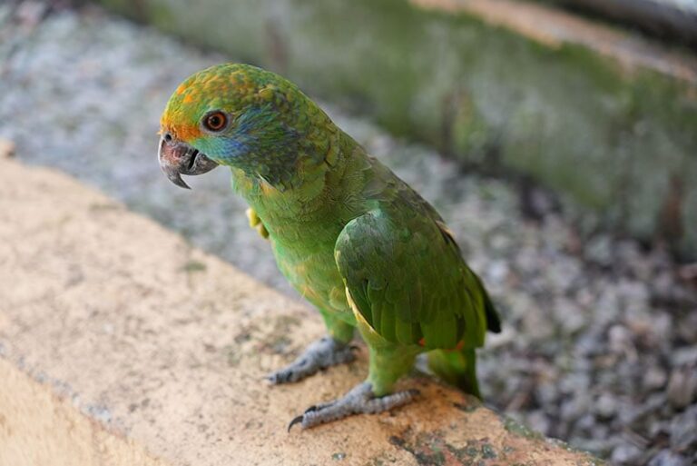 How Long Do Parrots Live: Average Lifespan, Data & Care | Hepper Pet Resources